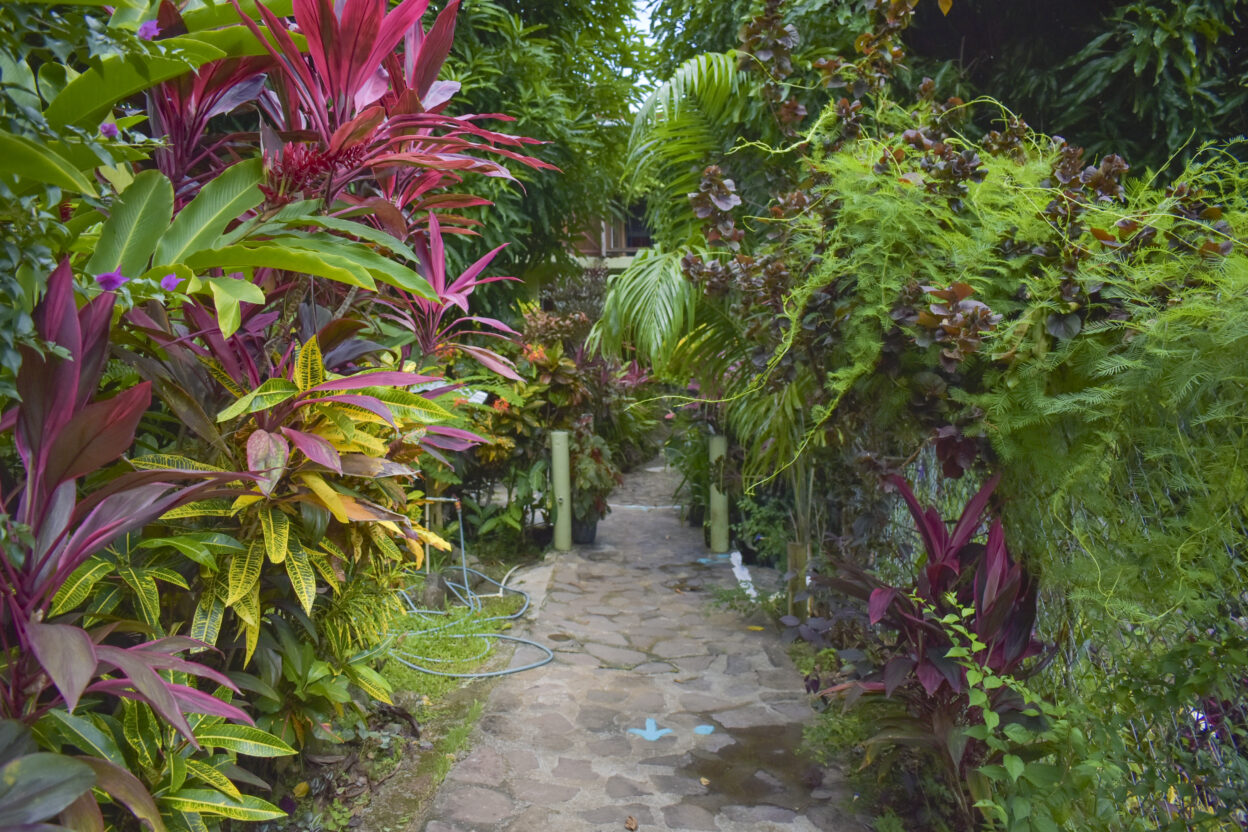 Dominica Travel: The Complete Guide to Plan your Trip on the Nature ...